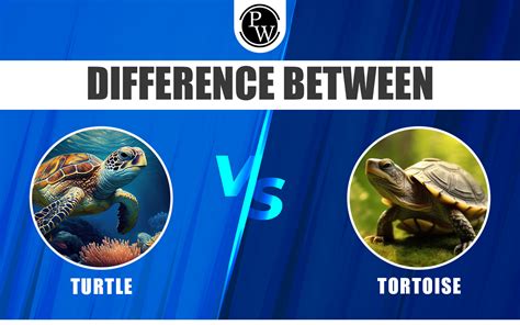 Difference Between Turtle And Tortoise Habitat Adaptations