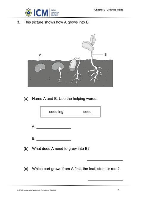 Unit 3 Growing Plant Worksheet In 2025 Plants Worksheets Sight