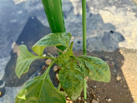 ピーマンの定植とスイートコーンの追肥でもしようかな 0startkara ｾﾞﾛｽﾀｰﾄｶﾗ の野菜作りブログ