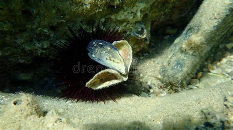 Seashell Of Bivalve Mollusc Blue Mussel Or Common Mussel Mytilus