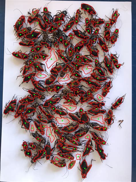 Python Overlapping Objects Issue In Counting Insects With Opencv