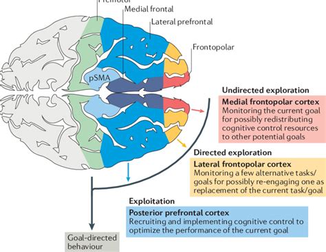 Functional Model Of The Frontopolar Cortex In Humans We Propose That Download Scientific