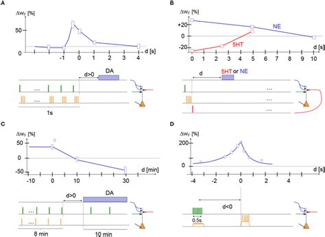 Experimental Support For Synaptic Eligibility Traces Fractional Weight Download Scientific