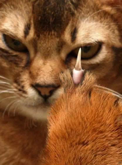 猫竖中指图片 竖中指图片酷图 大山谷图库