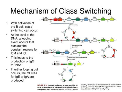 Ppt Immunoglobulin Gene Organization And Expression Powerpoint Presentation Id 3402181