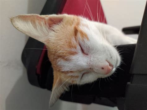 Review Asus Rog Phone Ii Smartphone Gaming Terbaik Saat Ini Gadgetren