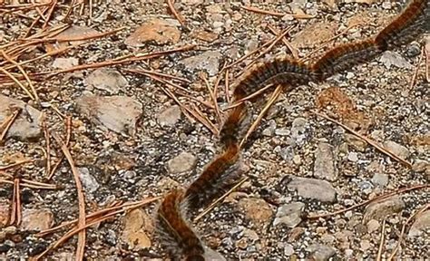 Нашествие на опасни гъсеници в България Bulletin Bg