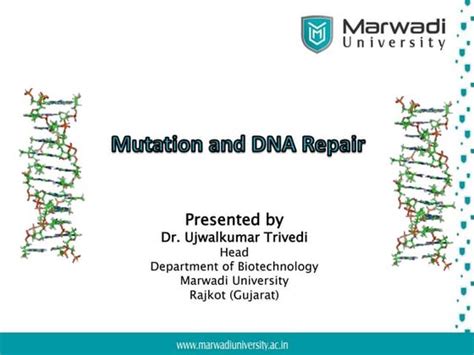 Dna Damage And Repair Pptx