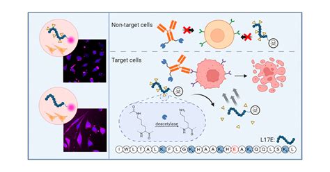 Conditional Cell Penetration Of Masked CPPs By An ADEPT Like Approach ACS Chemical Biology