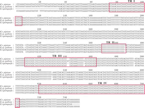 Alignment And Predicted Tandem Repeat Tr Structures In The Mt Genomes