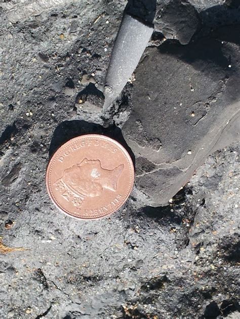 Image Member Collections The Fossil Forum