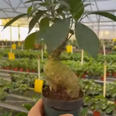 В теплице обнаружилось растение со стволом похожим на человеческую фигуру — Смешные курьезные