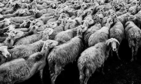 How Genetically Modified Organisms Gmos Enter The Food Chain In Non