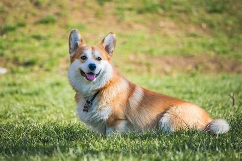 14 Ciekawostek O Rasie Corgi Zbiór Informacji Pytania