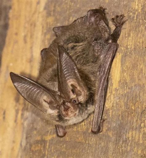 Mammals Of North Carolina