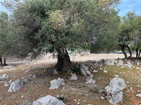 The Island Of Pag Lun A Unique Building Plot With An Olive Grove