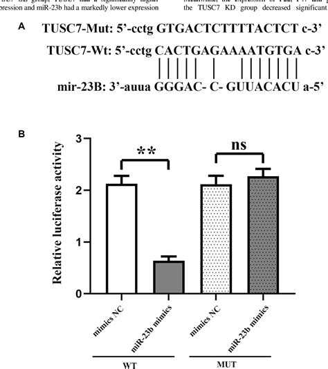 Figure 1 From Lncrna Tusc7 Regulates Oxidative Stress Level By