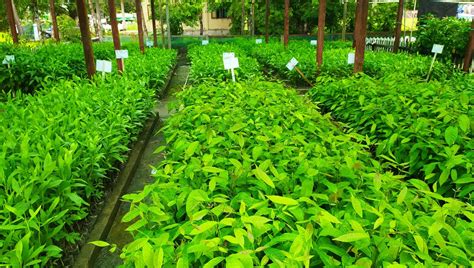 ပန်းတနော်မြို့နယ်တွင် သစ်တောဦးစီးဌာနမှ ၂၀၂၄ ခုနှစ်၊ မိုးရာသီလူထုဖြန့်သစ်ပင်စိုက်ပျိုးရန် ပျိုးပင