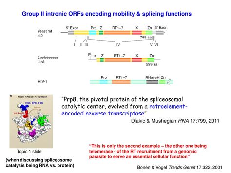PPT Group I Introns PowerPoint Presentation Free Download ID 4595609