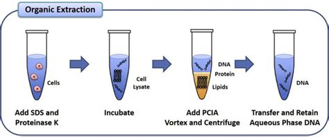 7 Different DNA Extraction Methods Praxilabs
