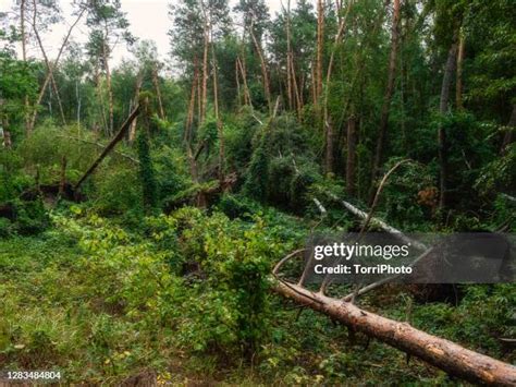 Thicket Dense Vegetation Photos And Premium High Res Pictures Getty