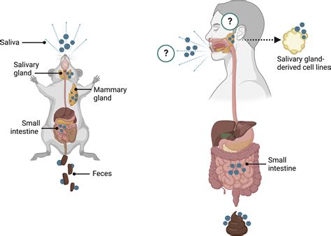 Enteric Viruses A New Route Of Infection Via Kissing Cell Host And Microbe
