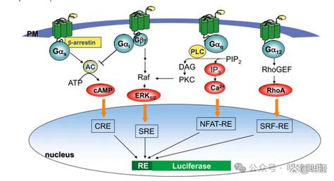 G蛋白偶联受体（gpcr）活性评价 知乎