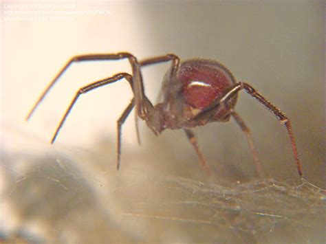 Bug Pictures Common House Spider Cobweb Spider Parasteatoda