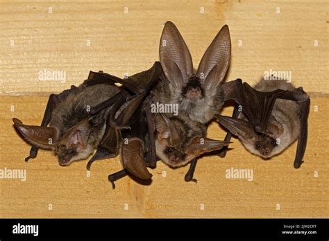 Grey Long Eared Bat Plecotus Austriacus Weekly Roost Thuringia