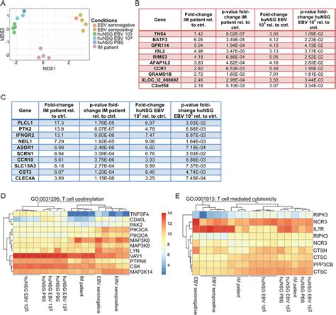Im Patients And Hunsg Mice Infected With Ebv Retain Unique