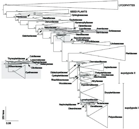 the ml tree showing the currently recognised fern families bootstrap