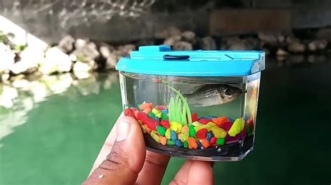 Tiny Tank Real Fish The Worlds Smallest Aquarium Build