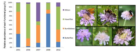 Butterflies Bumblebees And Hoverflies Can Be Equally Effective