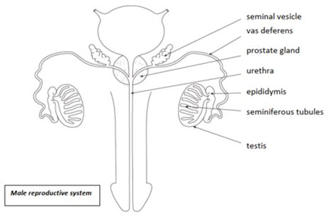 Biology Unit 4 Sexual Reproduction In Humans Flashcards Quizlet