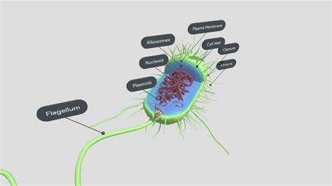 Cellula Procariote 3d Model By Pietroblu [c3aaf5d] Sketchfab