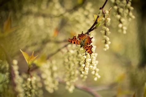 Sold Out Beginners Guide To Insect Identification Chelsea Physic Garden