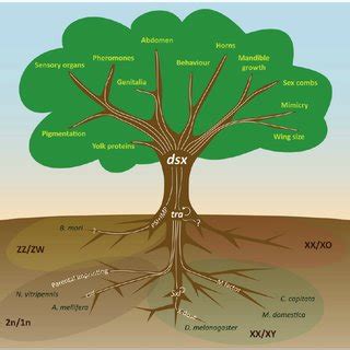 Overview Of The Different Regulatory Actions Of Dsx In Sexual Download Table