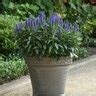 Veronica Lonolia Skyward Blue Speedwell Siteone Us