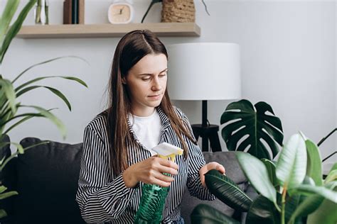 집에서 거실의 편안한 소파에 앉아있는 아름다운 젊은 갈색 머리 여성 20 세를 돌보는 것은 녹색 식물 잎에 물을 뿌립니다 관엽 식물 관리 정원사 사람들 및 식물학 개념 20