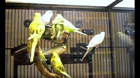 Parakeet Budgie Color Genetics Normal And Mutations Youtube