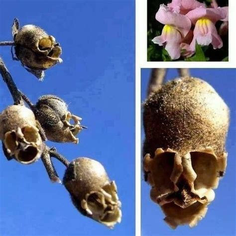 Flower Skulls Orchid Snapdragon Flowers Flower Skull Snapdragons