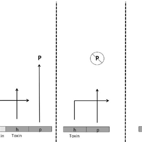 Constructive Neutral Evolution As Illustrated By A Simple Download