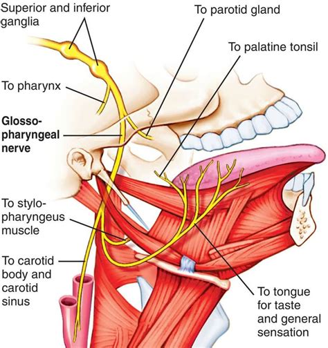 Glossopharyngeal Nerve Full Size Picture Glossopharyngeal Nerve 