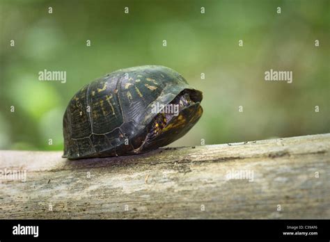Box Turtle Hiding In Shell Stock Photo Alamy