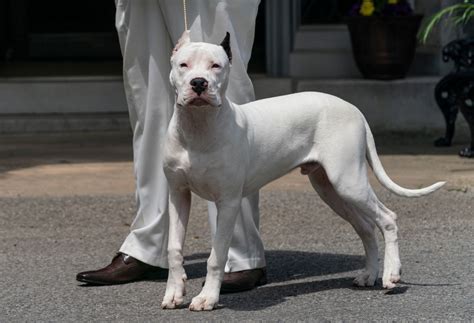 California Woman Mauled To Death By Dogs During Morning Walk
