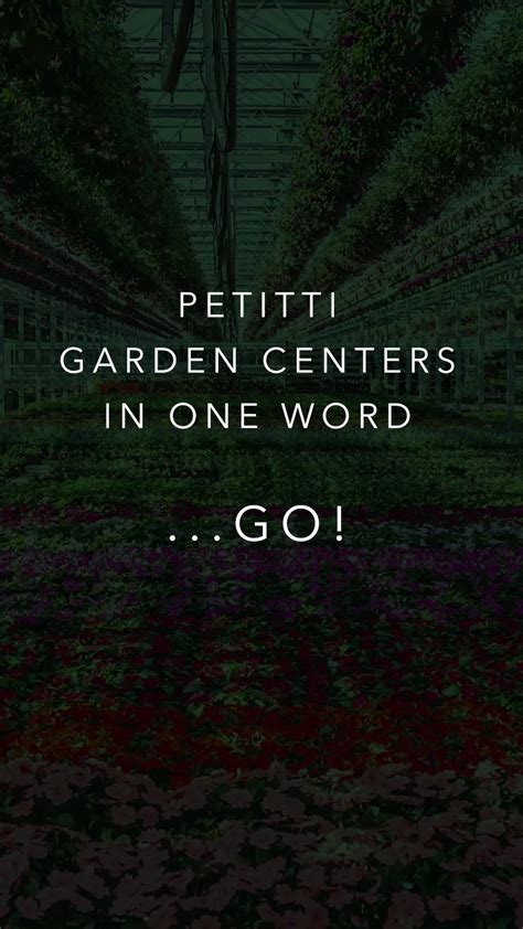 Petitti Panicum Spotlight Grow Ornamental Switch Grass For Deer