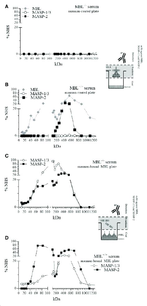 Size Exclusion Chromatography Sec Of Mannan Binding Lectin Download Scientific Diagram