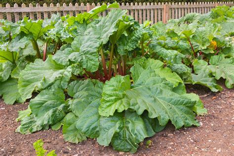 Planting Rhubarb When Where And How Plantura