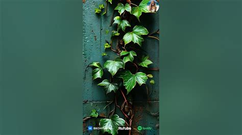 В мире нет ничего прекраснее чем русская музыка Shorts Youtube