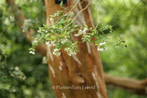 Luma Apiculata Esveld Shop